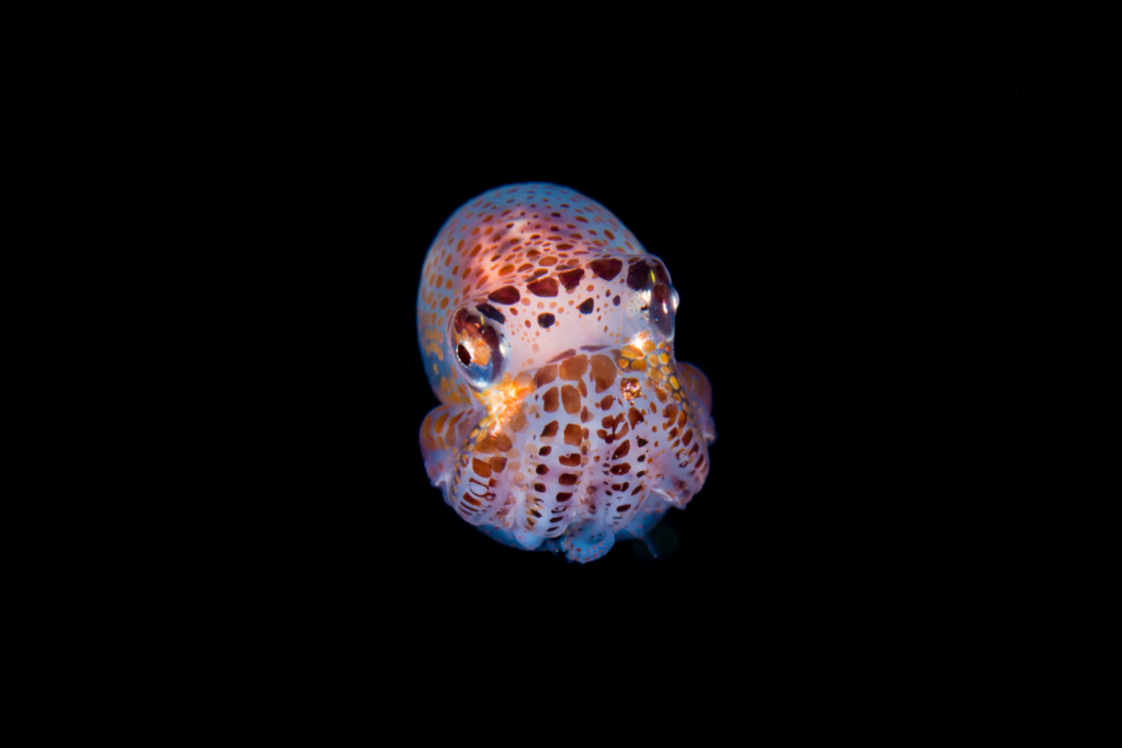 Palau's Photo Gallery