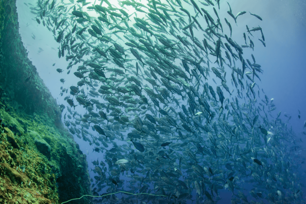 Palau's Photo Gallery