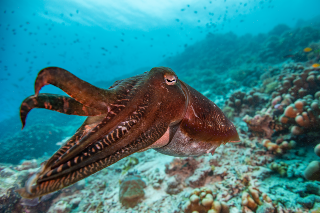 Palau's Photo Gallery