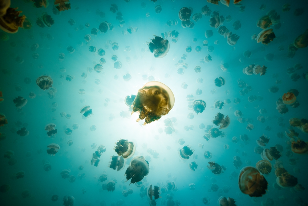 Current State of the Golden Jellyfish