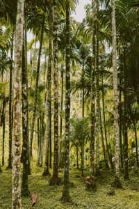 Nature - Pristine Paradise Palau