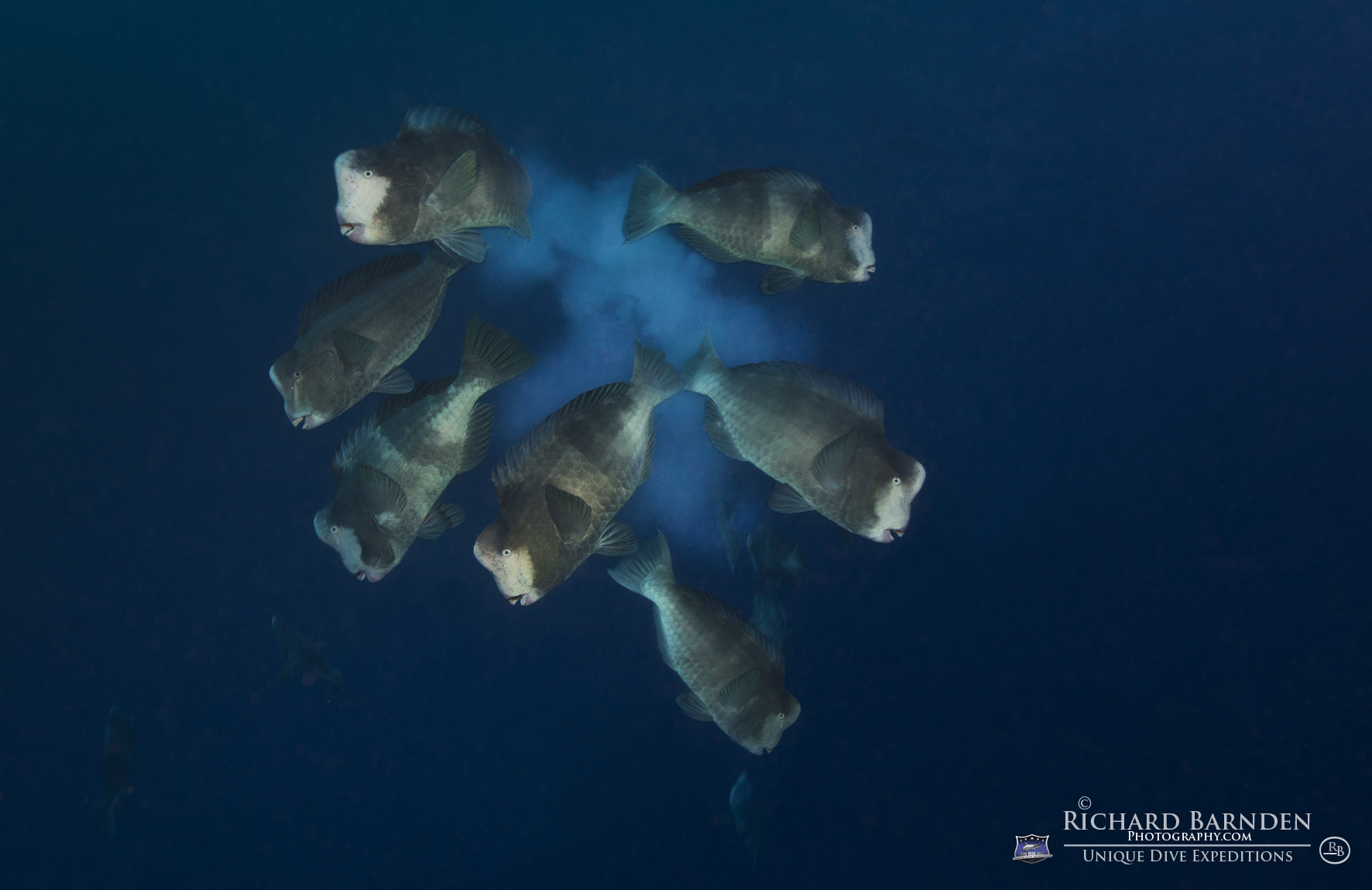Fish Spawning - Witness Fish Spawning Dives in Palau